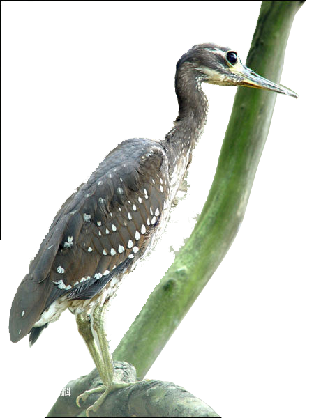 Attractions and Culture, Hainan Island Wildlife - TropicalHainan.com