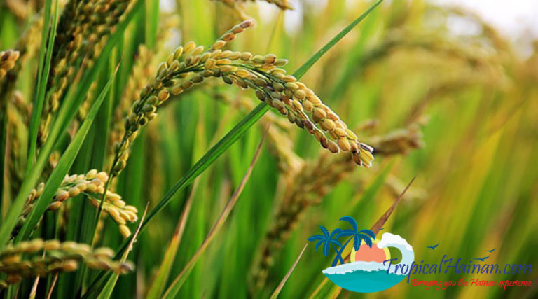 Seawater rice could eventually feed 80 - 200 million people ...