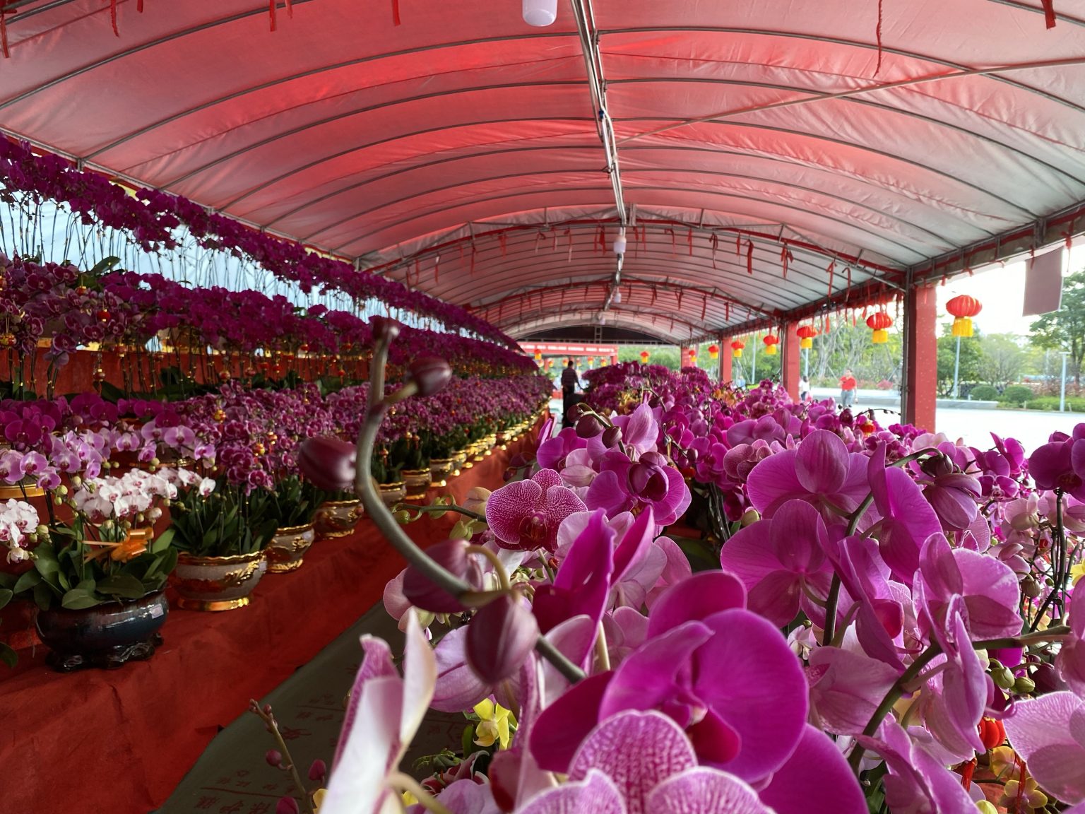 Spring Festival Shopping in Haikou by Taisiia Timofieieva ...