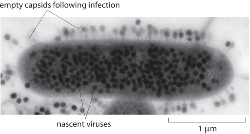 Viruses: discovery, size, structure and how they infect people ...