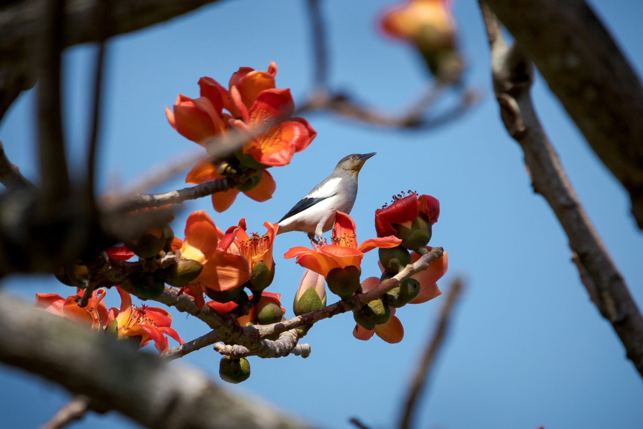 Evergreen park re-opens to the public with Kapok trees in full bloom ...