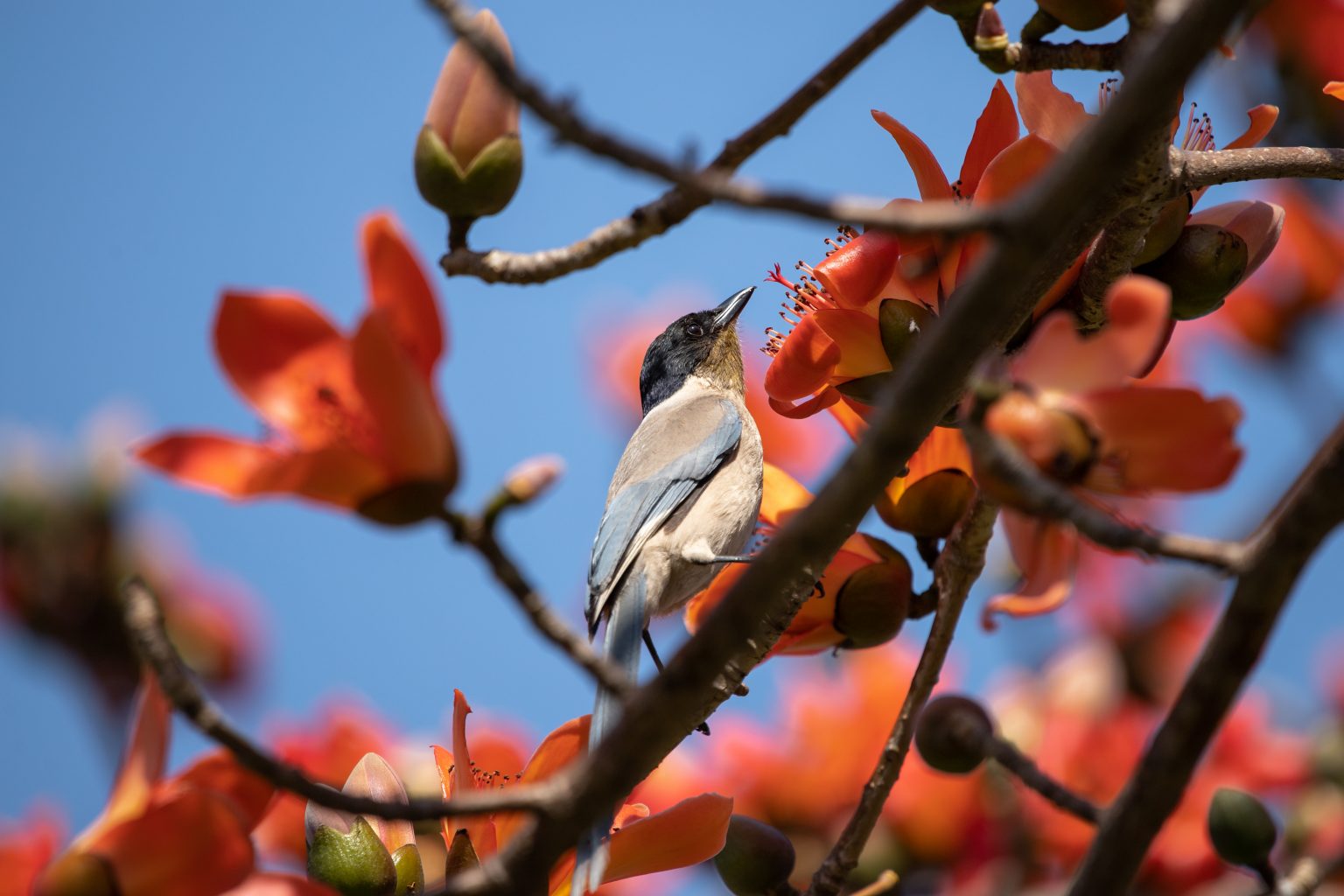 Evergreen park re-opens to the public with Kapok trees in full bloom ...