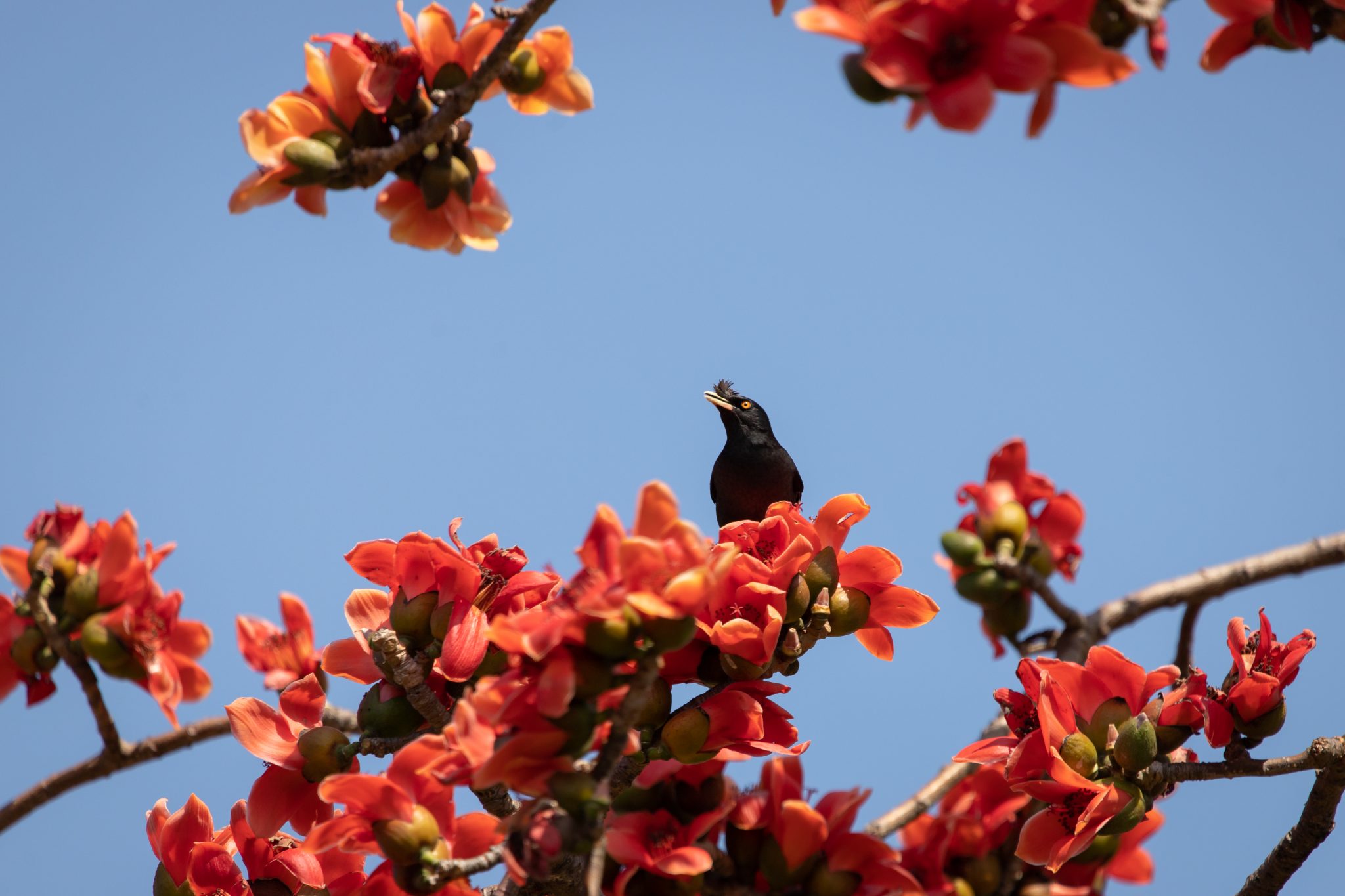 Evergreen park re-opens to the public with Kapok trees in full bloom ...