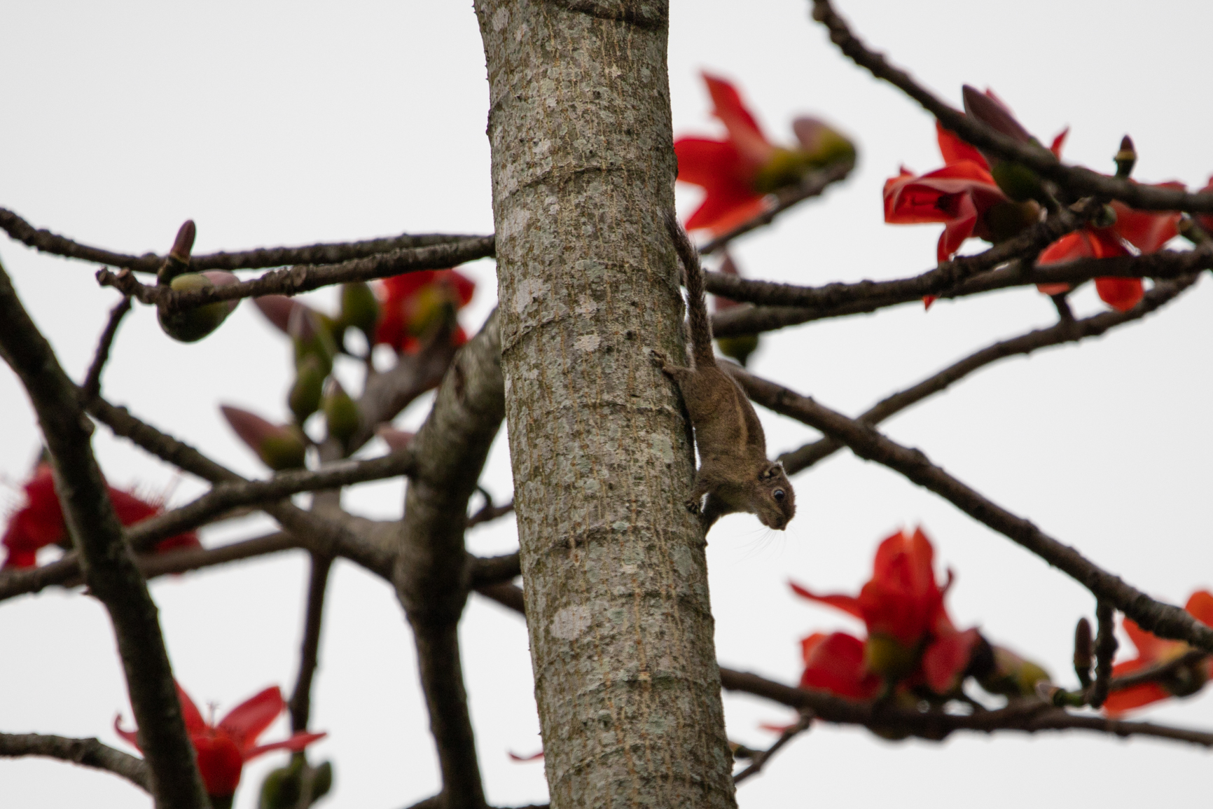 Evergreen park re-opens to the public with Kapok trees in full bloom ...