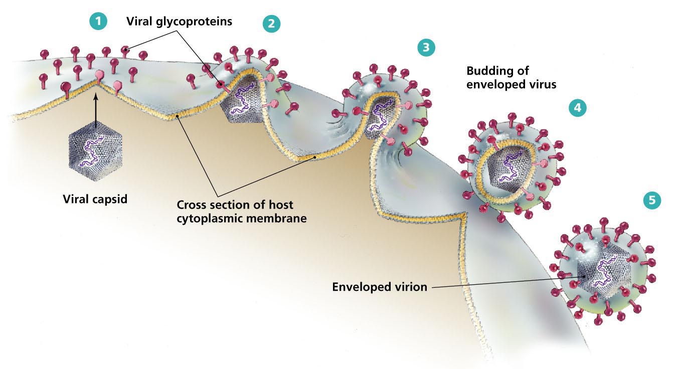 Viruses: discovery, size, structure and how they infect people ...