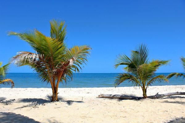 Ten seriously interesting facts about coconut trees - TropicalHainan.com