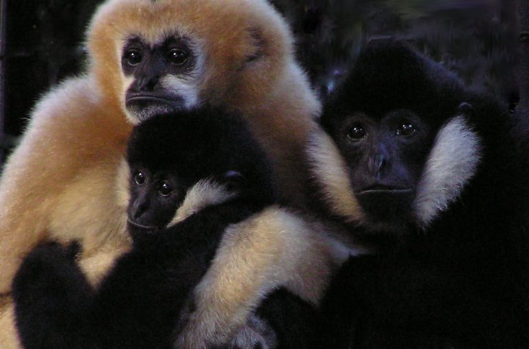 Newborn rare gibbon spotted in Hainan national park - TropicalHainan.com