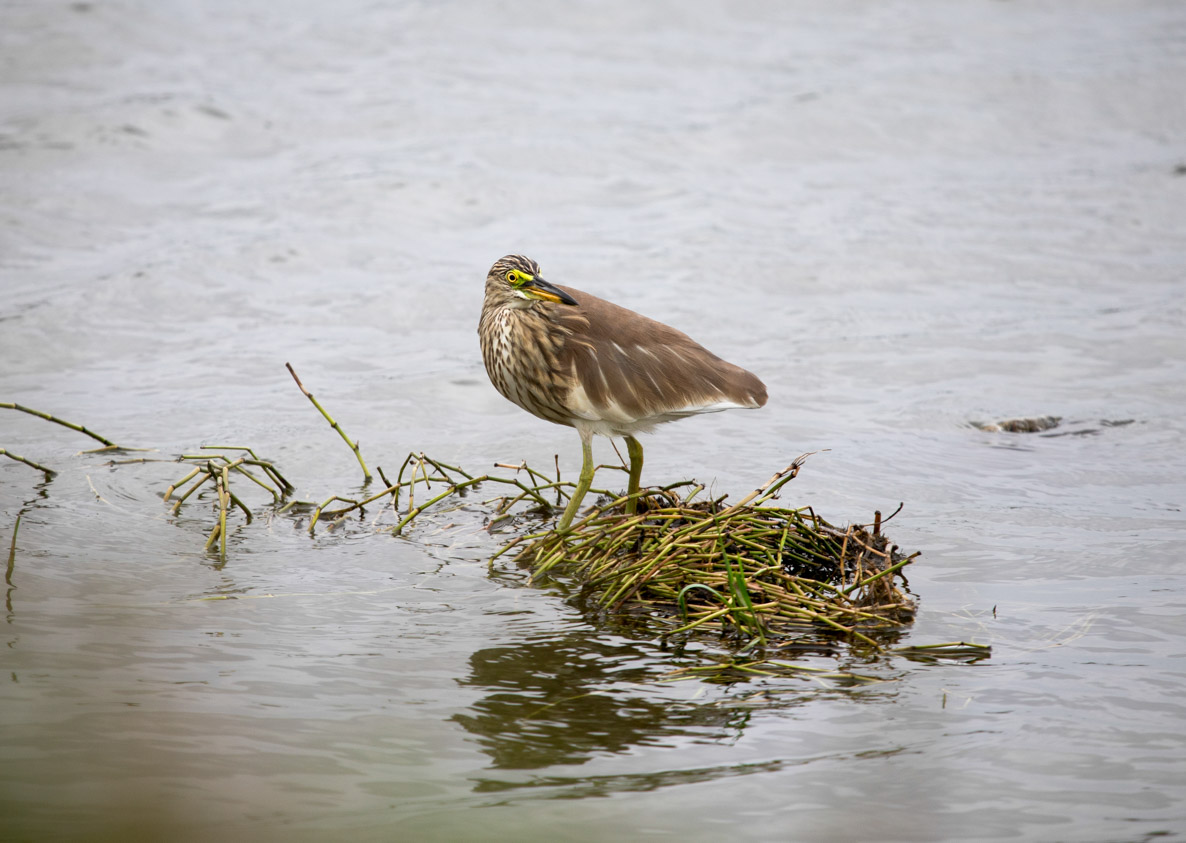 Wild birds of Hainan, West Coast Haikou - TropicalHainan.com