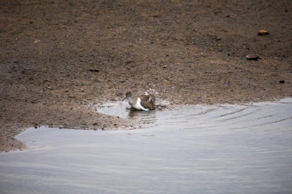 Wild birds of Hainan, West Coast Haikou - TropicalHainan.com