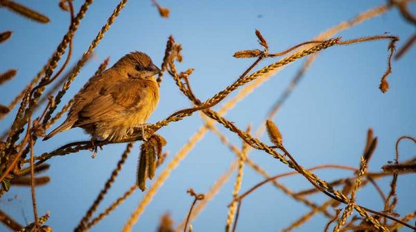 Recording protected birds in the Haikou wetlands - TropicalHainan.com