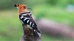 Recording protected birds in the Haikou wetlands - TropicalHainan.com