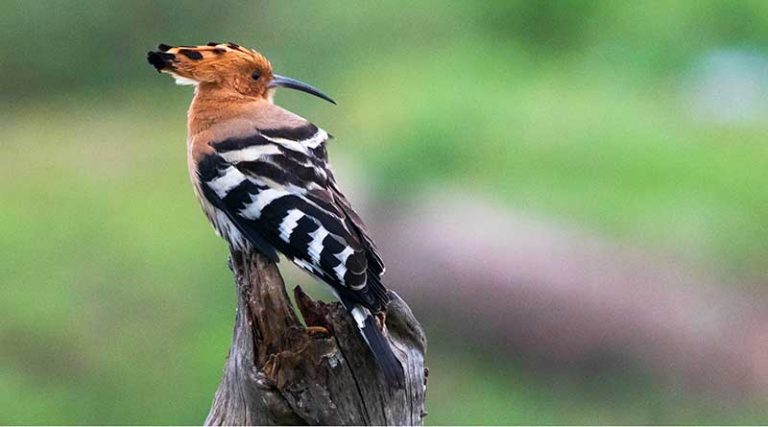 Recording protected birds in the Haikou wetlands - TropicalHainan.com