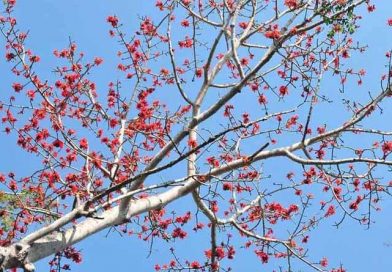 TropicalHainan.com – Serving the community on Hainan Island