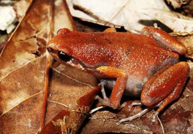 TropicalHainan.com – Serving the community on Hainan Island