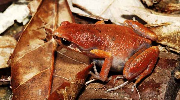 Micryletta immaculate, a tiny orange-red, new species of frog known to ...