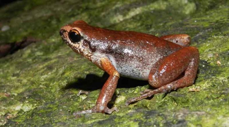Micryletta immaculate, a tiny orange-red, new species of frog known to ...