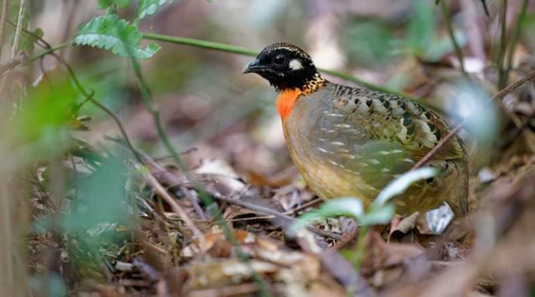 Special status for 161 species of rare animals approved on Hainan ...