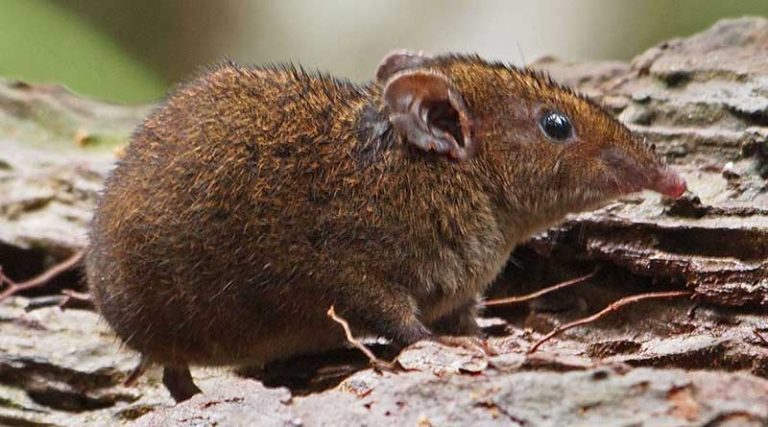 Special status for 161 species of rare animals approved on Hainan ...