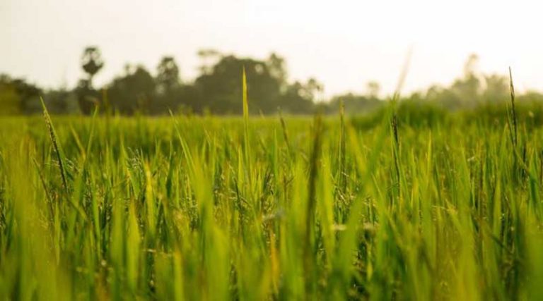 Jiangdong garden project, a revitalization of city farmland ...