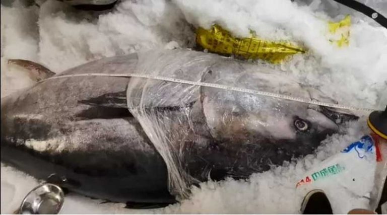 Goliath Blue Fin Tuna caught off the coast of Hainan by lucky fisherman ...