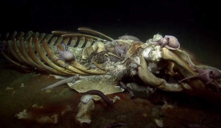 10-meter long whale carcass found in Haikou and what's “Whale Fall?"