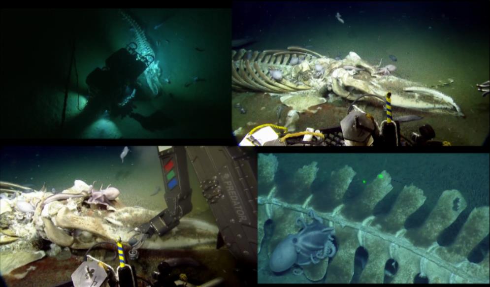 10-meter long whale carcass found in Haikou and what's “Whale Fall?"