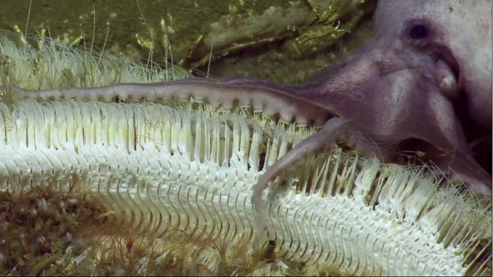 10-meter long whale carcass found in Haikou and what's “Whale Fall?"
