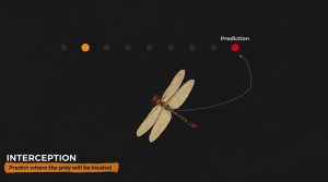 The insane biology of Hainan’s dragonflies - TropicalHainan.com