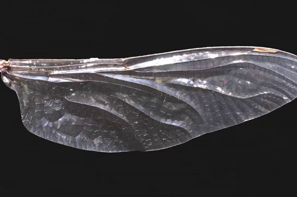 The insane biology of Hainan’s dragonflies - TropicalHainan.com