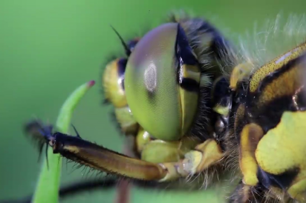 The insane biology of Hainan’s dragonflies - TropicalHainan.com