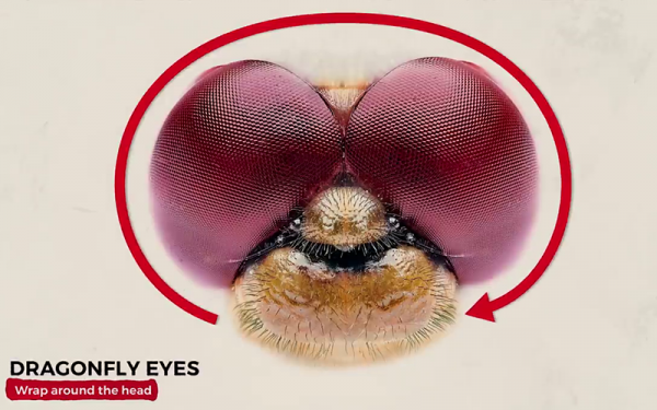 The insane biology of Hainan’s dragonflies - TropicalHainan.com