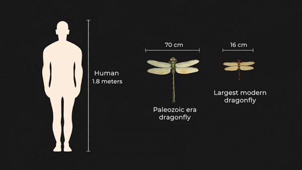 The insane biology of Hainan’s dragonflies - TropicalHainan.com