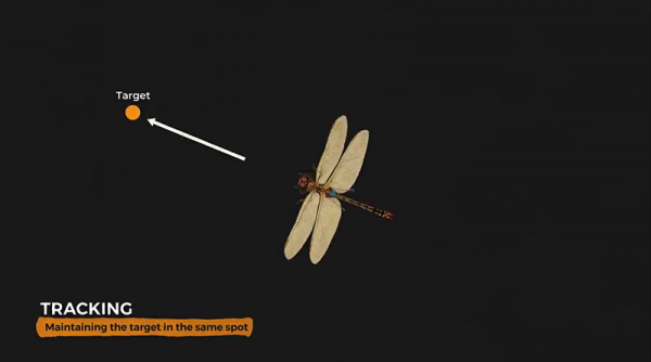 The insane biology of Hainan’s dragonflies - TropicalHainan.com