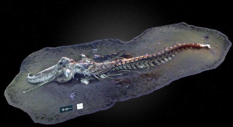 10-meter long whale carcass found in Haikou and what's “Whale Fall?"