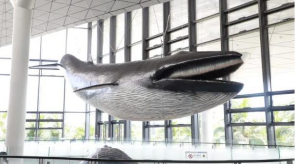 New whale exhibit on display at the Hainan South China Sea Museum ...