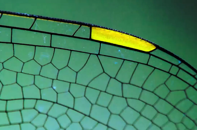 The insane biology of Hainan’s dragonflies - TropicalHainan.com