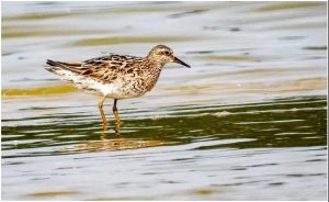 Sharp-Tailed Sandpipers migrate to Hainan for the winter ...