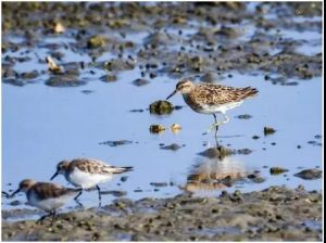 Sharp-Tailed Sandpipers migrate to Hainan for the winter ...