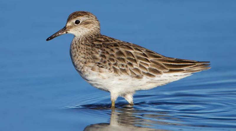 Sharp-Tailed Sandpipers migrate to Hainan for the winter ...