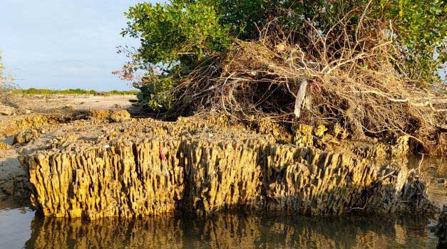 Ancient coral reef found on shores of Hainan - TropicalHainan.com