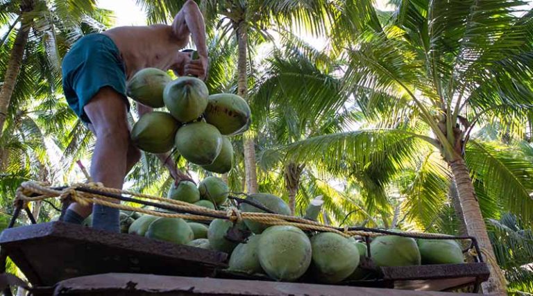 Development of the coconut industry in Hainan Province - TropicalHainan.com