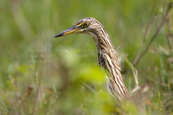 Birds of Hainan: The Chinese Pond Heron - TropicalHainan.com