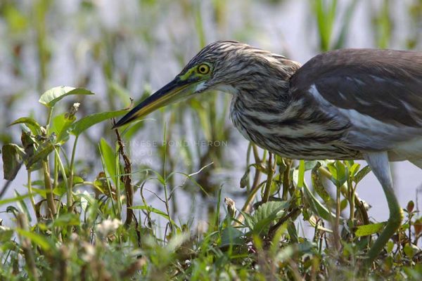 Birds of Hainan: The Chinese Pond Heron - TropicalHainan.com