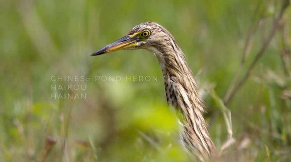 Birds of Hainan: The Chinese Pond Heron - TropicalHainan.com