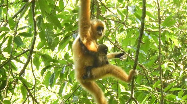 Newborn rare gibbon spotted in Hainan national park - TropicalHainan.com