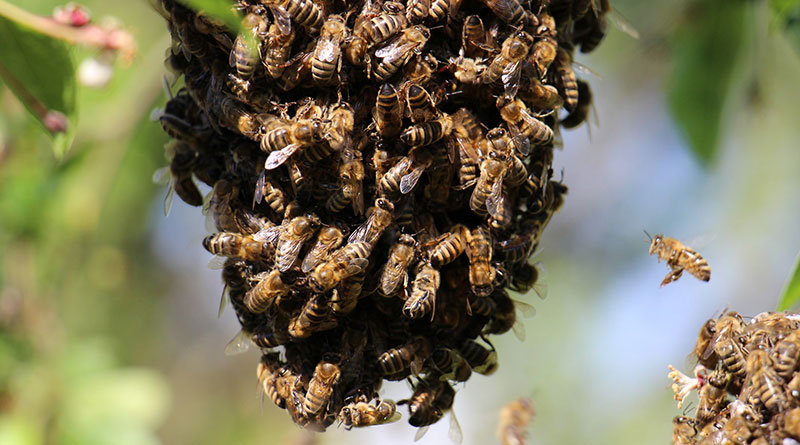 Bees swarm residents house in Meilan district. Alert, it’s active bee ...