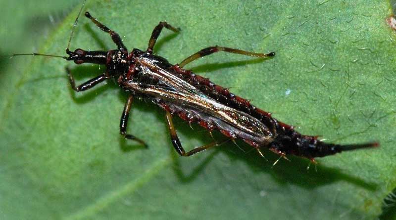 Look out, look out, the thrips are about! - TropicalHainan.com