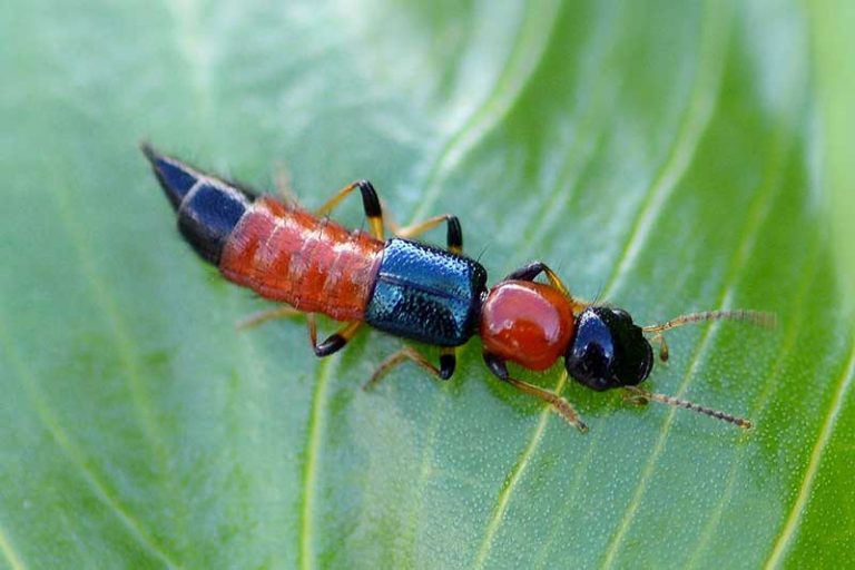 Do not crush the Paederus (Rove Beetle) - TropicalHainan.com