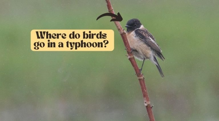 Where do birds go in a typhoon? - TropicalHainan.com