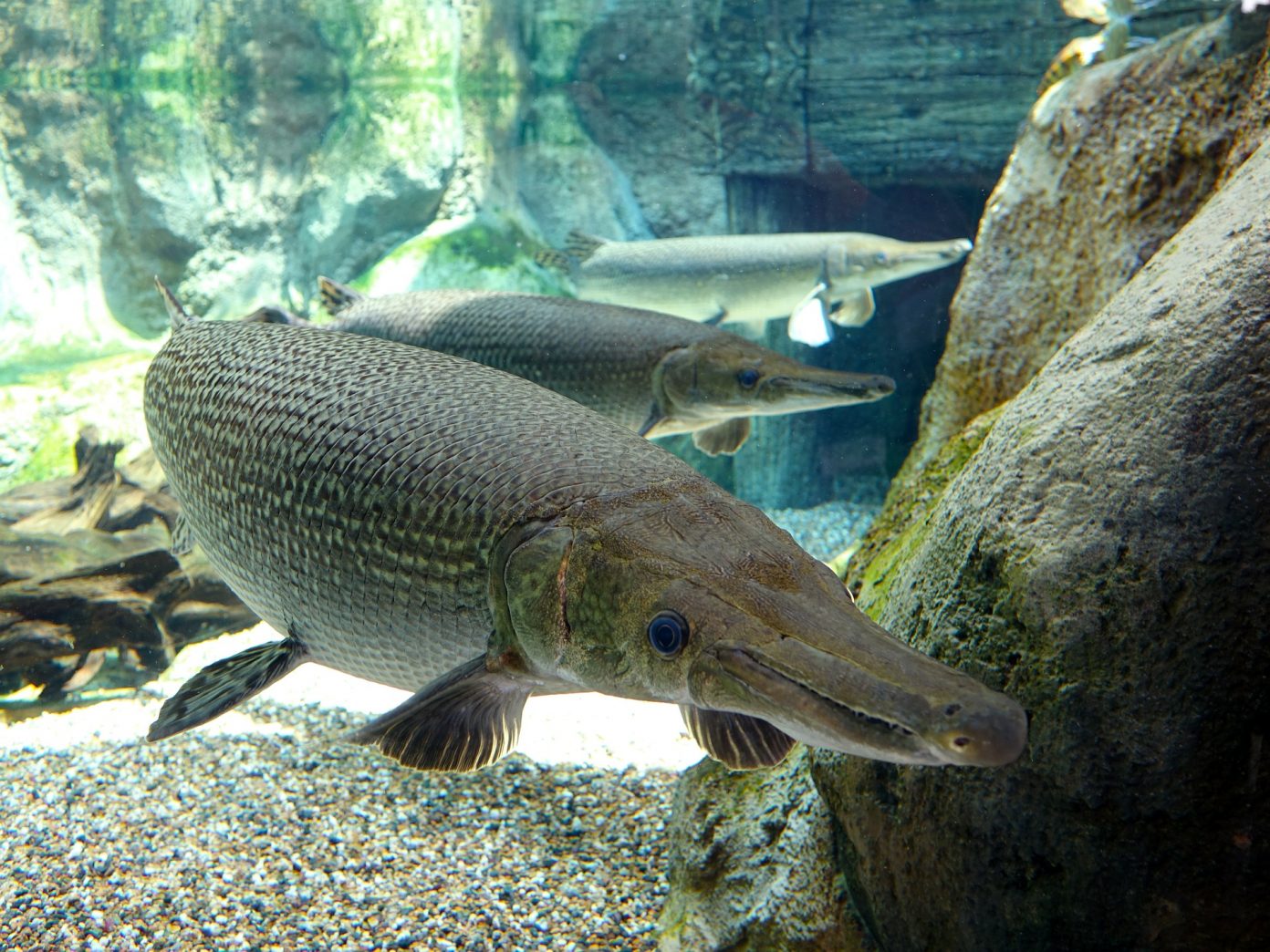Alligator gar ‘Monster fish’ on the loose - TropicalHainan.com